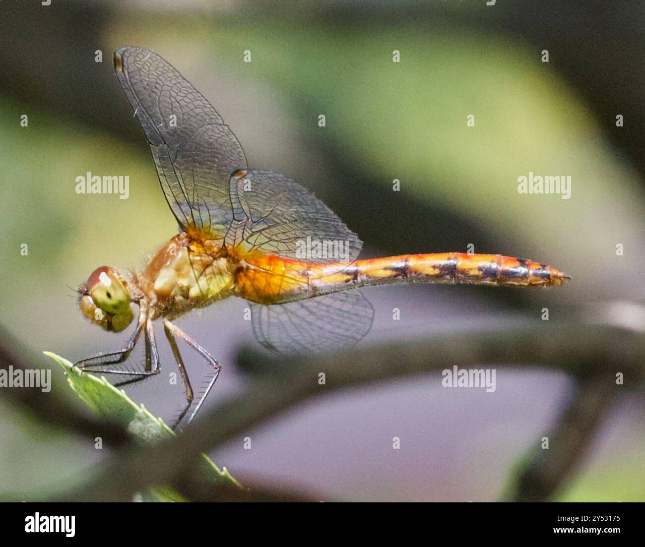Meadowhawks (Sympetrum) Insecta Stock Photo - Alamy