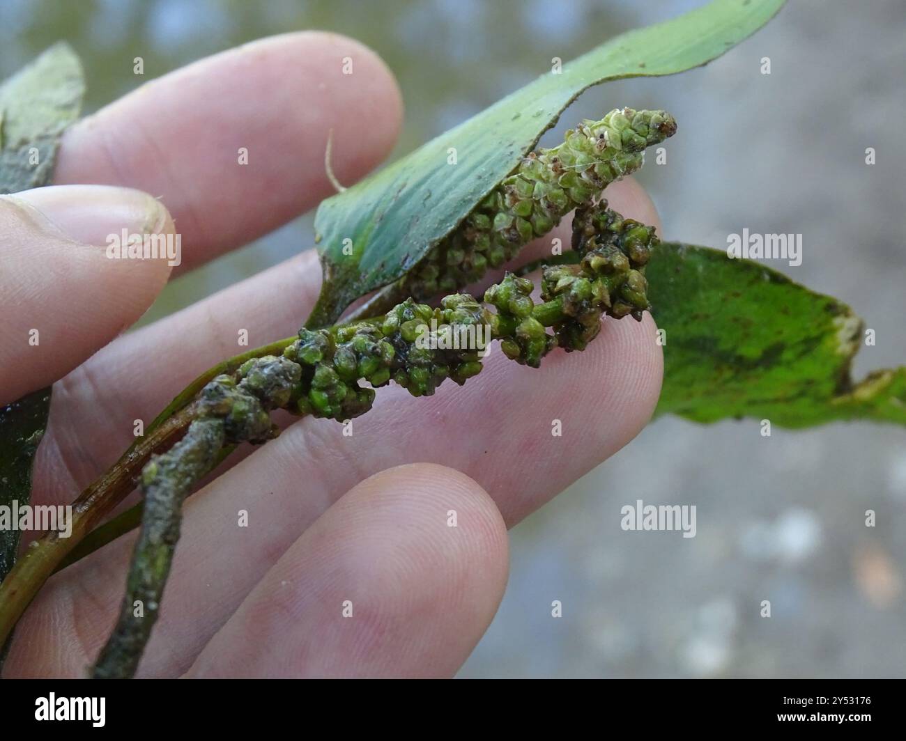 Longleaf Pondweed (Potamogeton nodosus) Plantae Stock Photo - Alamy
