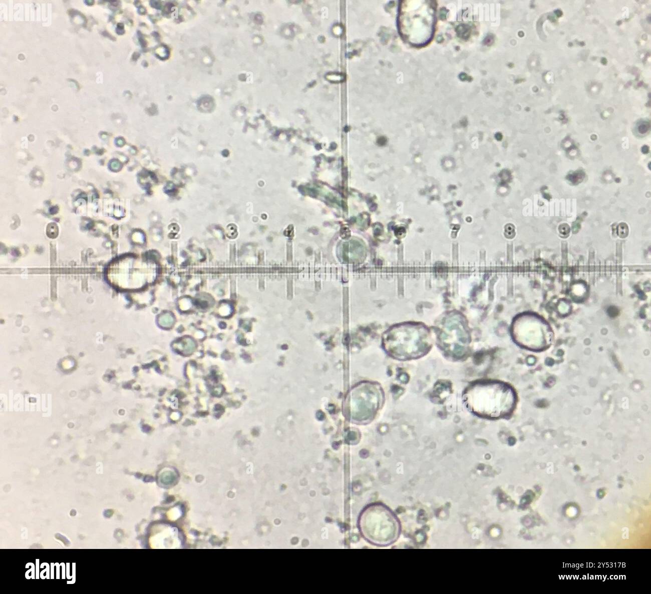 Hated Caesar (Amanita spreta) Fungi Stock Photo - Alamy