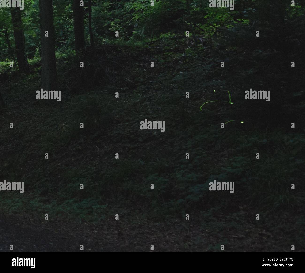 Lesser Glowworm (Lamprohiza splendidula) Insecta Stock Photo - Alamy