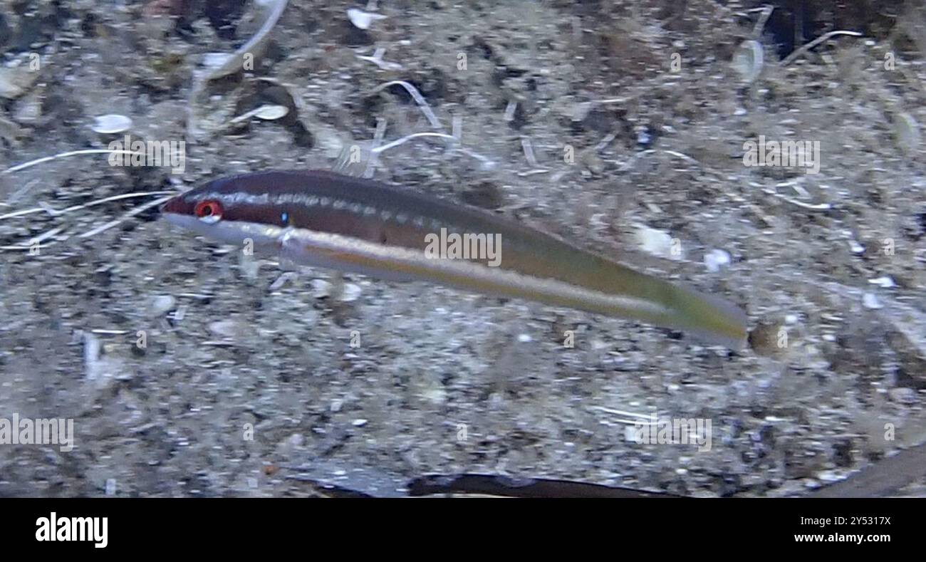 Mediterranean Rainbow Wrasse (Coris julis) Actinopterygii Stock Photo ...