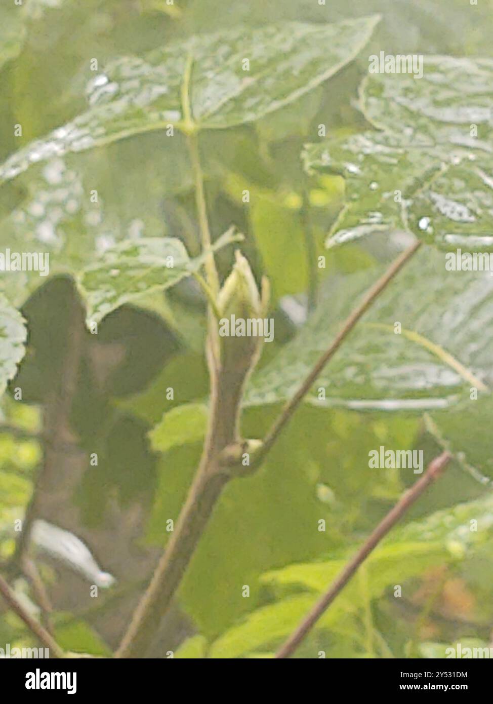 walnut family (Juglandaceae) Plantae Stock Photo - Alamy