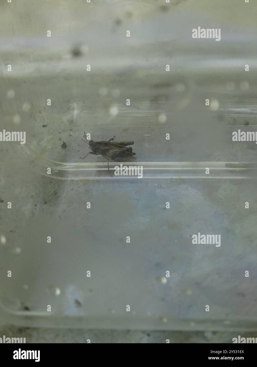 Common Groundhopper (Tetrix undulata) Insecta Stock Photo - Alamy