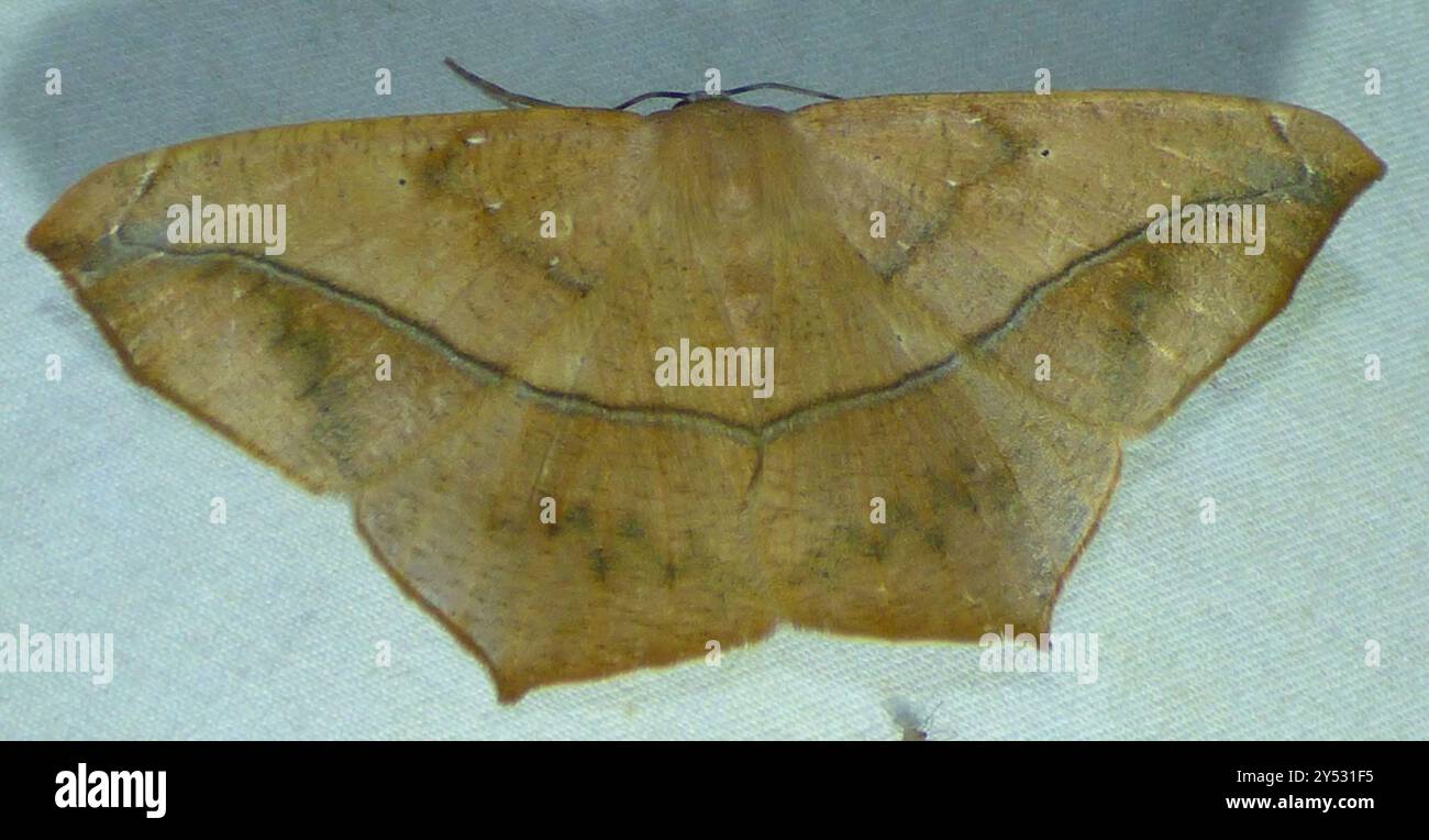 Large Maple Spanworm Moth (Prochoerodes lineola) Insecta Stock Photo ...