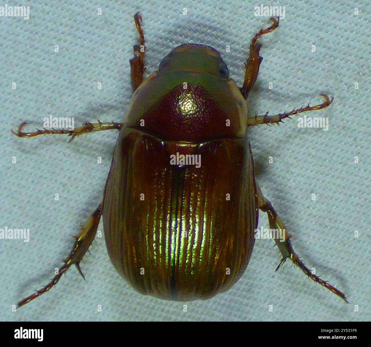 Margined Shining Leaf Chafer (Callistethus marginatus) Insecta Stock ...