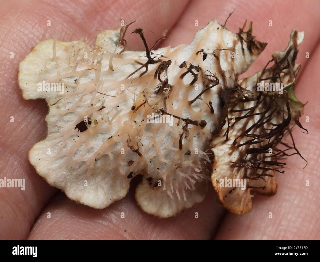 scaly pelt lichen (Peltigera praetextata) Fungi Stock Photo - Alamy
