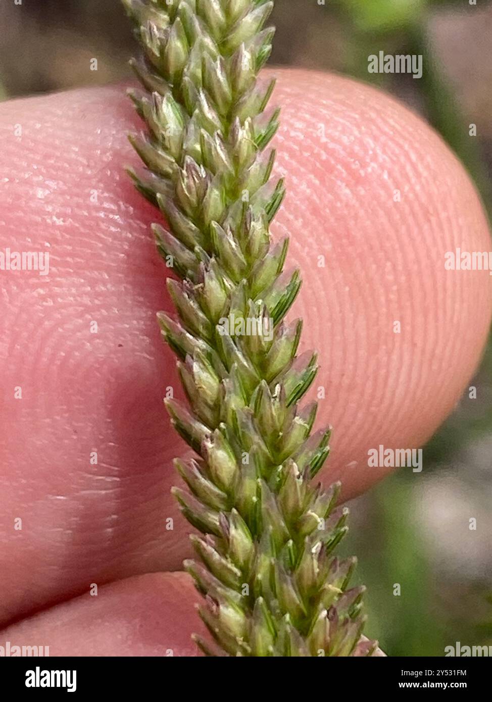 Goose Grass (Eleusine indica) Plantae Stock Photo - Alamy