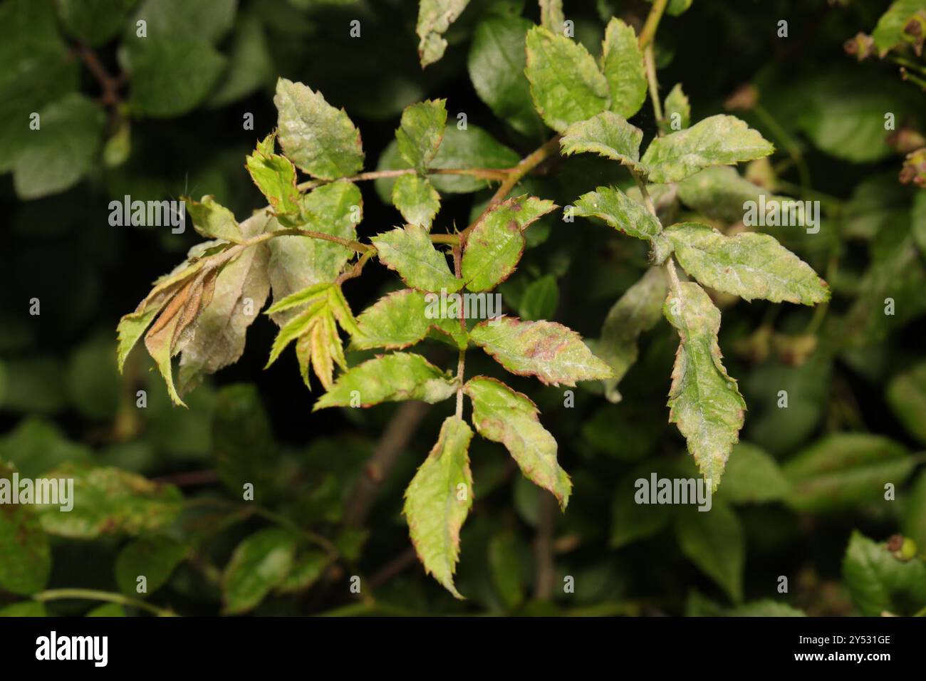 multiflora rose (Rosa multiflora) Plantae Stock Photo - Alamy