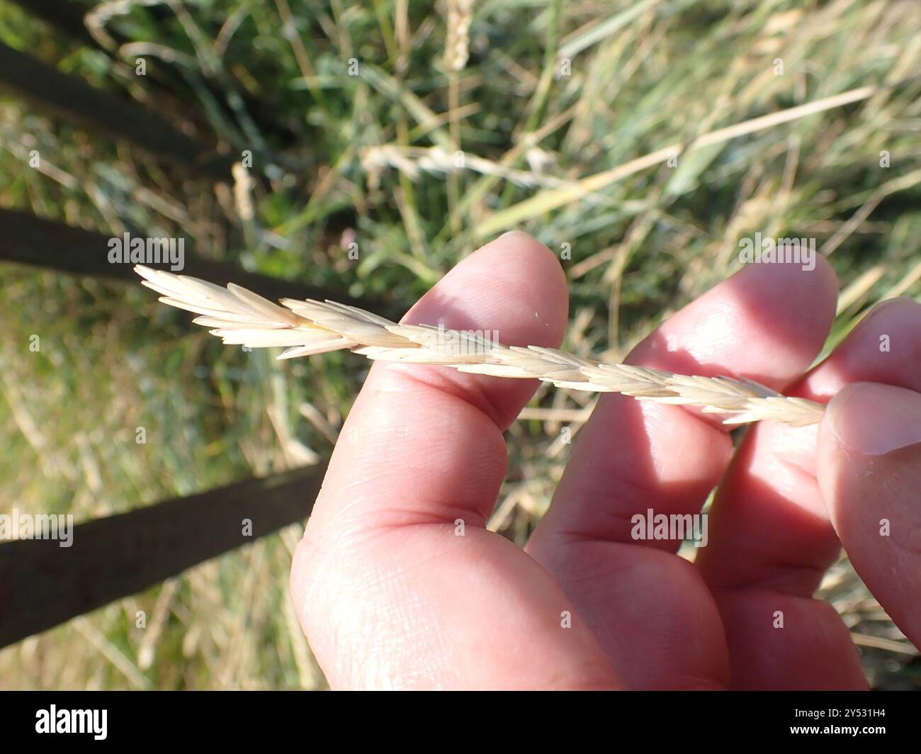 sea couch (Elymus athericus) Plantae Stock Photo - Alamy