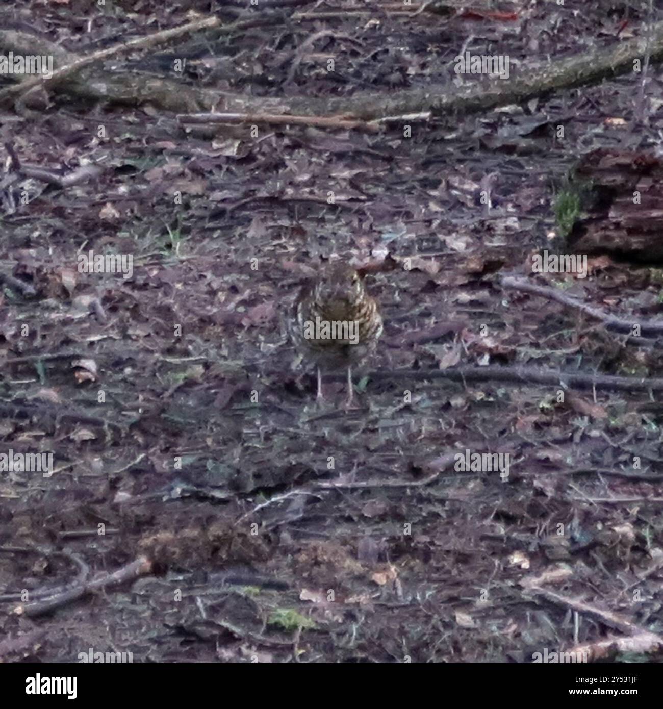 Bassian Thrush (Zoothera lunulata) Aves Stock Photo - Alamy