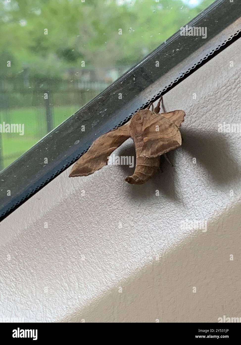 Walnut Sphinx (Amorpha juglandis) Insecta Stock Photo - Alamy