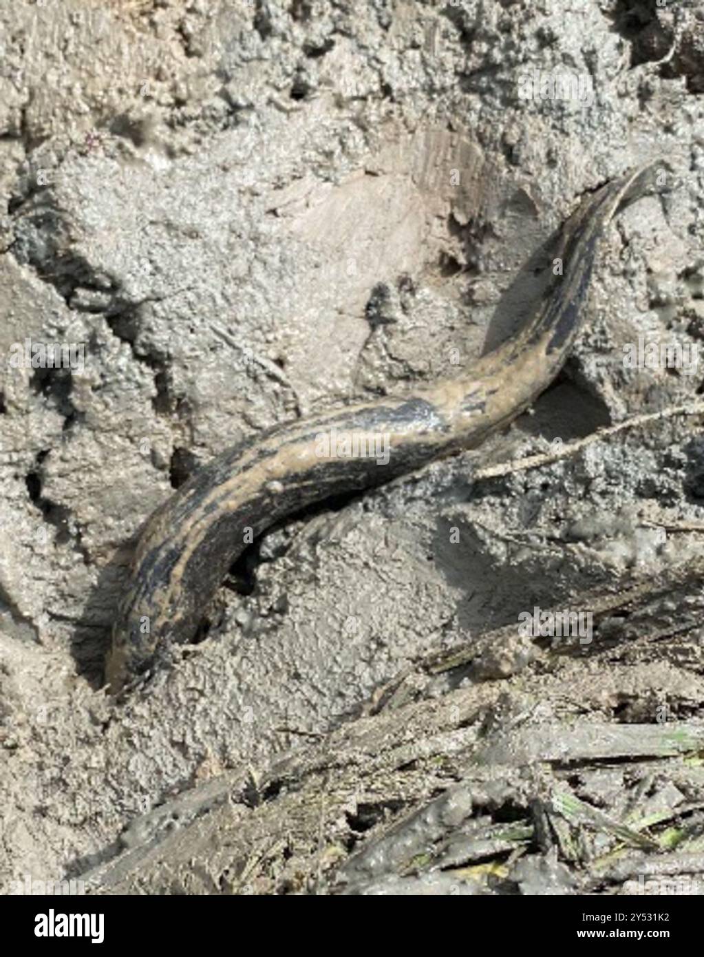 Western Lesser Siren (Siren nettingi) Amphibia Stock Photo - Alamy