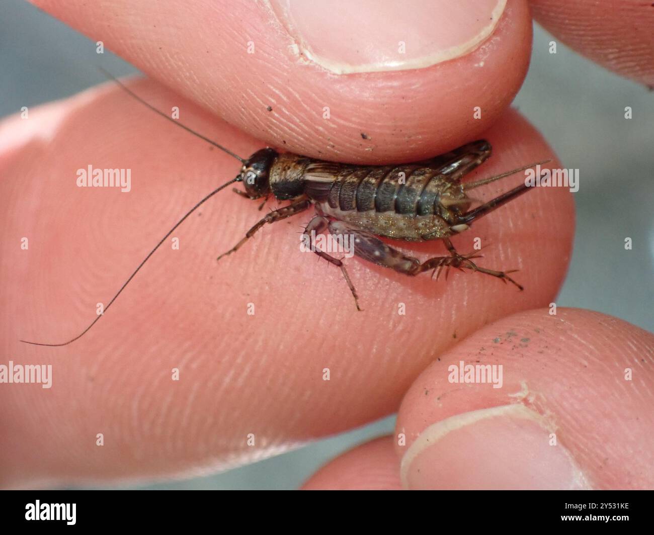 Wood Cricket (Nemobius sylvestris) Insecta Stock Photo - Alamy
