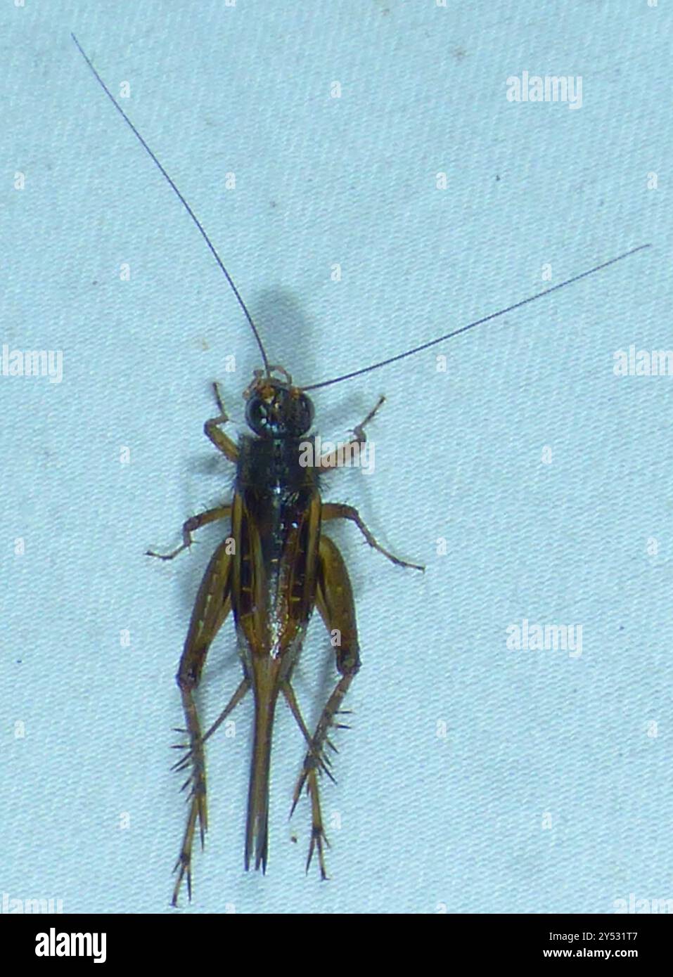 True Crickets and Allies (Grylloidea) Insecta Stock Photo - Alamy