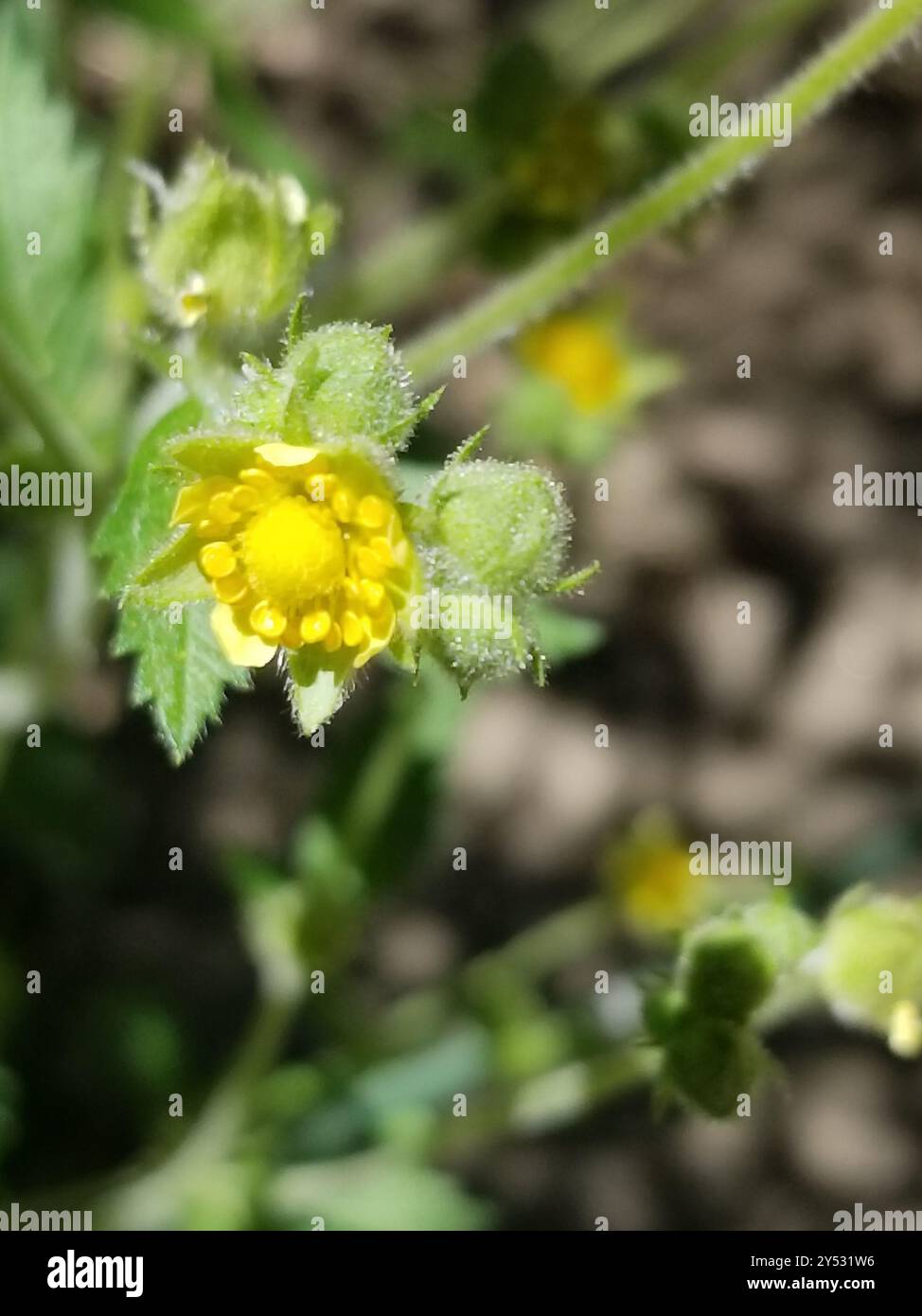 sticky cinquefoil (Drymocallis glandulosa) Plantae Stock Photo - Alamy