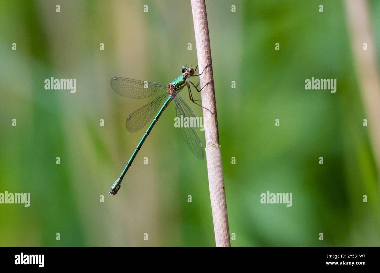 Western Willow Spreadwing (Chalcolestes viridis) Insecta Stock Photo ...