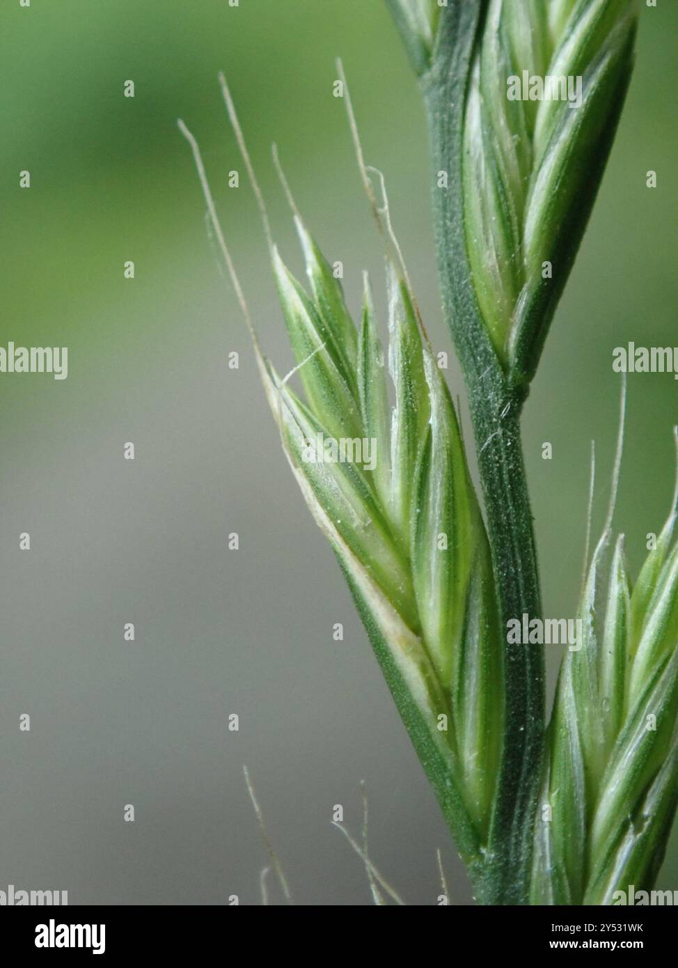 Italian Ryegrass (Lolium multiflorum) Plantae Stock Photo - Alamy