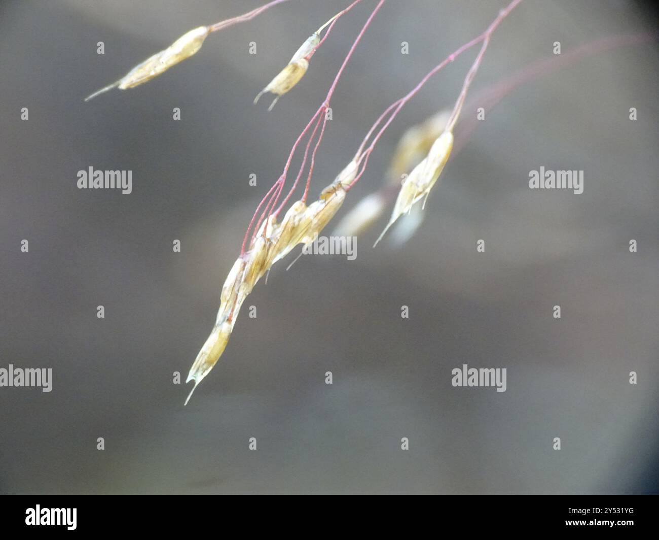 wavy hair-grass (Avenella flexuosa) Plantae Stock Photo - Alamy