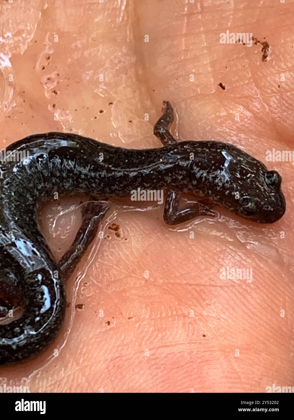 Eastern Red-backed Salamander (Plethodon cinereus) Amphibia Stock Photo ...