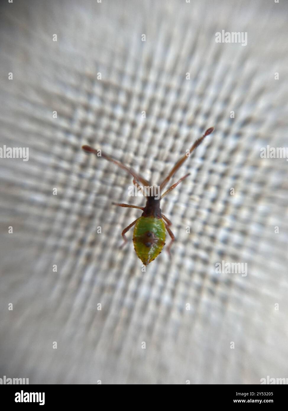 Box Bug (Gonocerus acuteangulatus) Insecta Stock Photo - Alamy