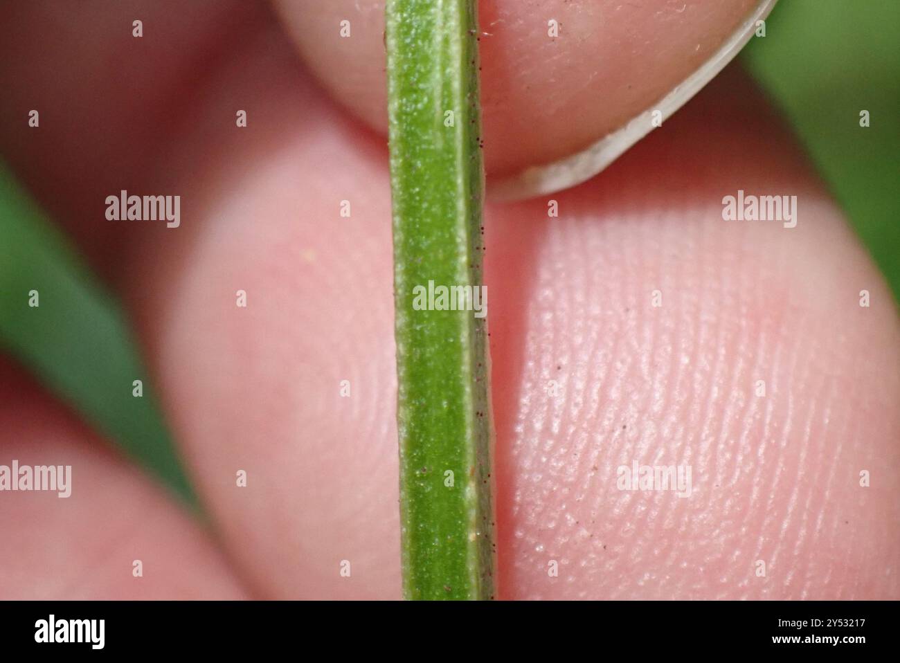 Water Figwort (Scrophularia auriculata) Plantae Stock Photo - Alamy