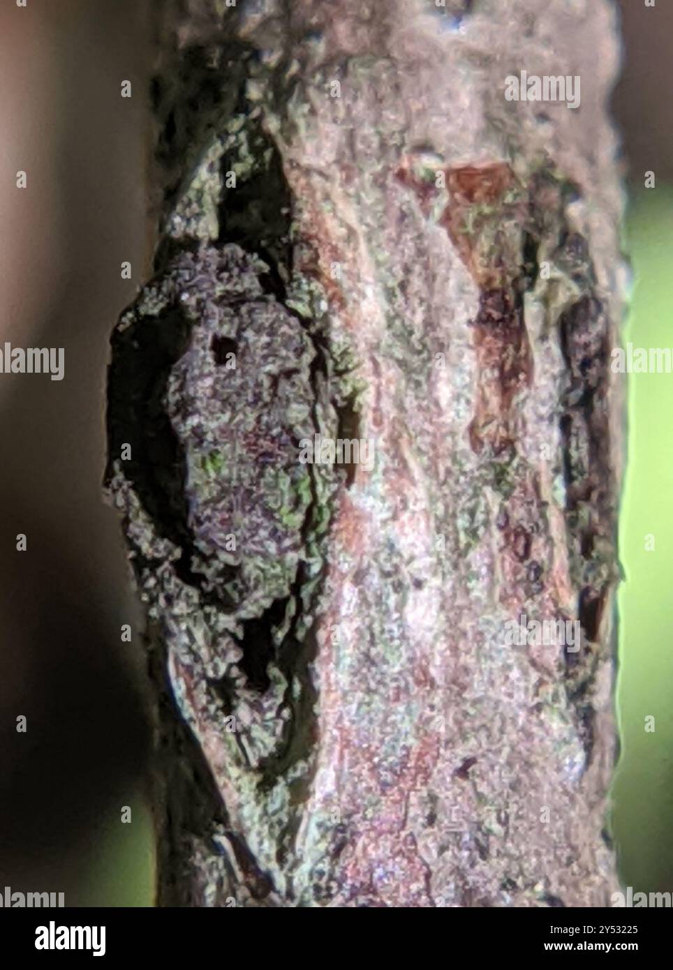 Oak Rough Bulletgall Wasp (Disholcaspis quercusmamma) Insecta Stock ...