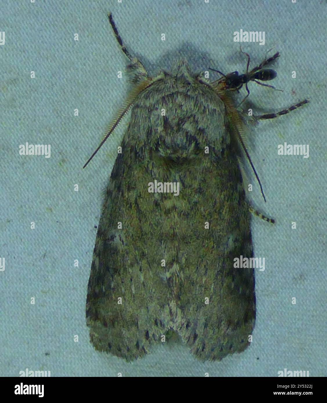 Variable Oakleaf Caterpillar Moth (Lochmaeus manteo) Insecta Stock ...