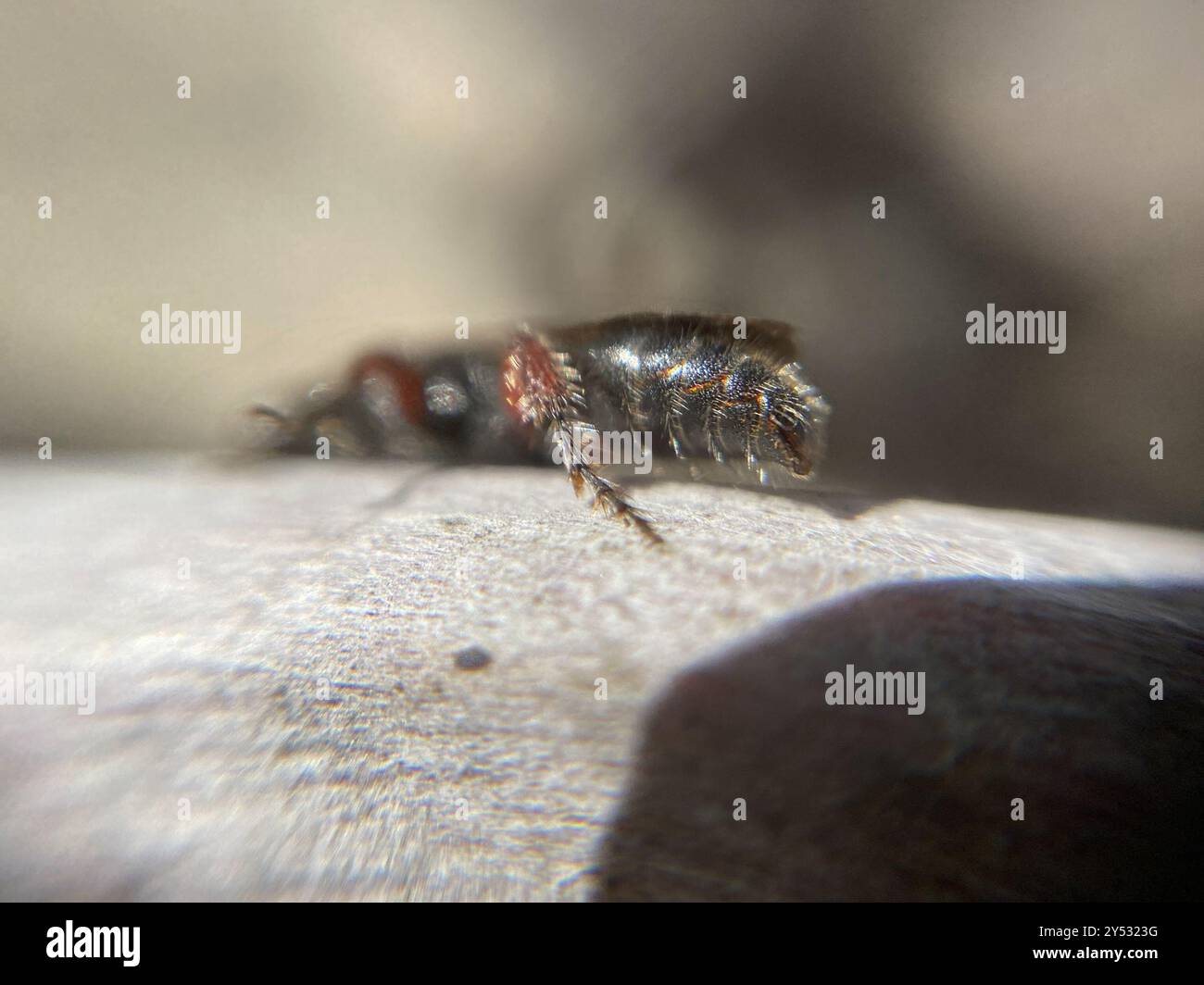 Ants, Bees, Wasps, and Sawflies (Hymenoptera) Insecta Stock Photo - Alamy