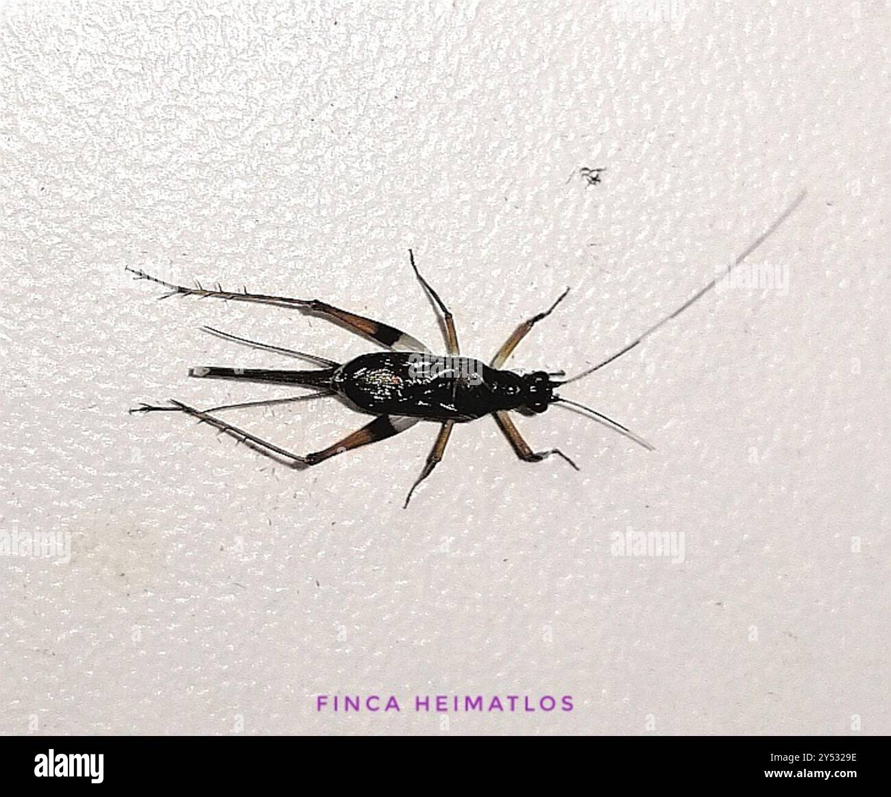 True Crickets (Gryllidae) Insecta Stock Photo - Alamy