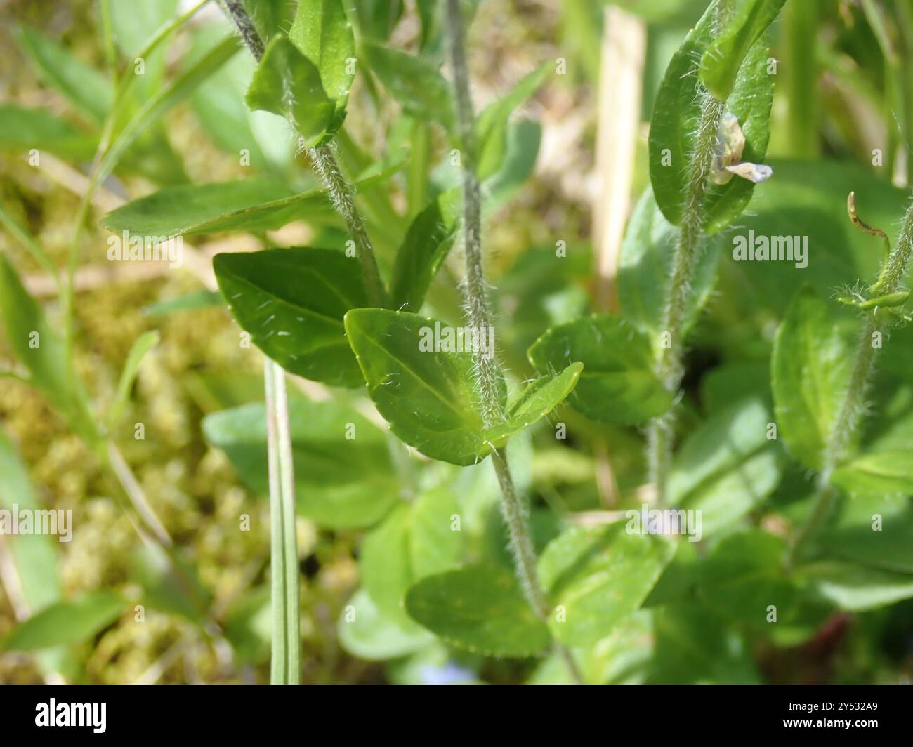 American alpine speedwell (Veronica wormskjoldii) Plantae Stock Photo ...