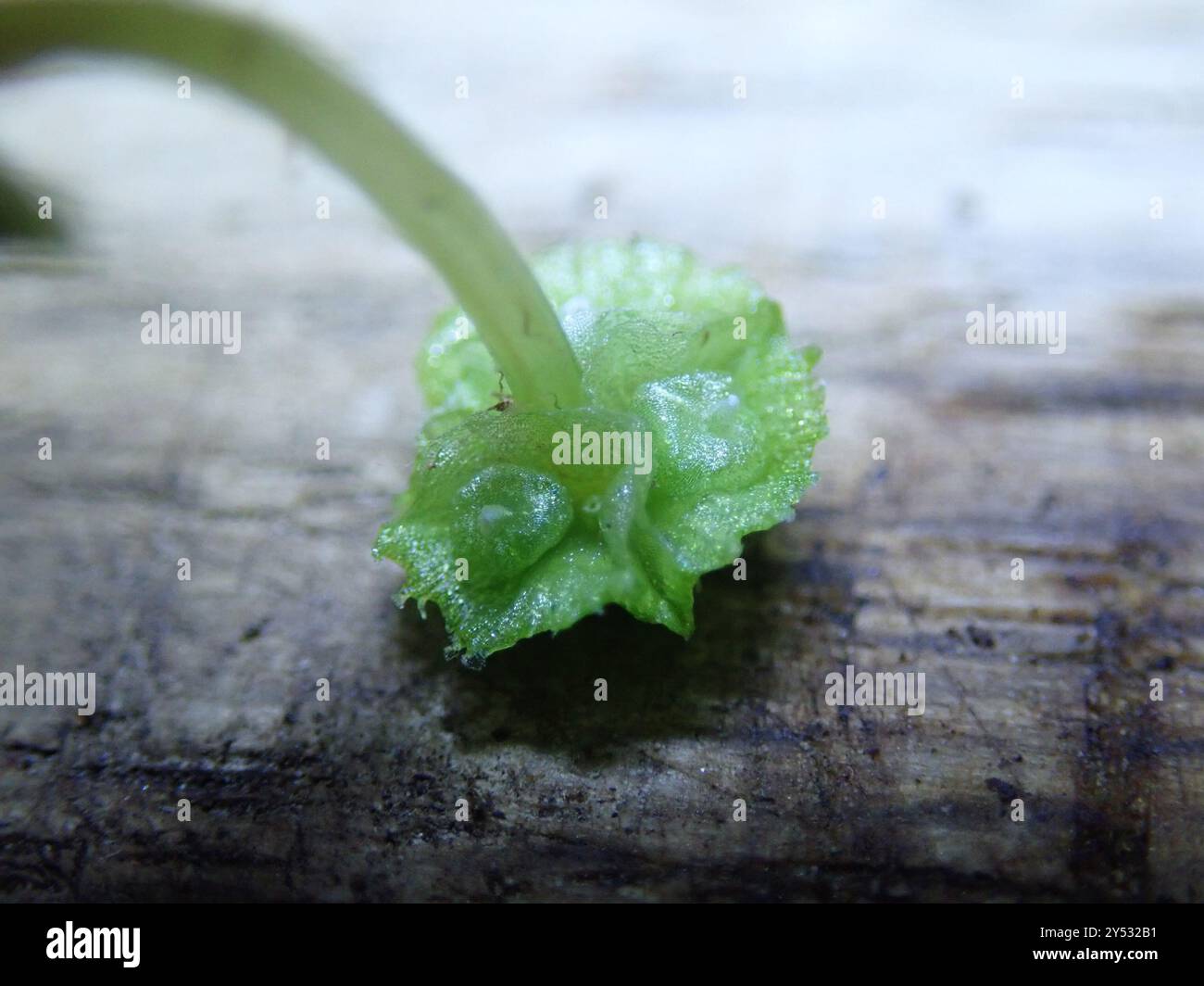 Narrow Mushroom-headed Liverwort (Marchantia quadrata) Plantae Stock ...