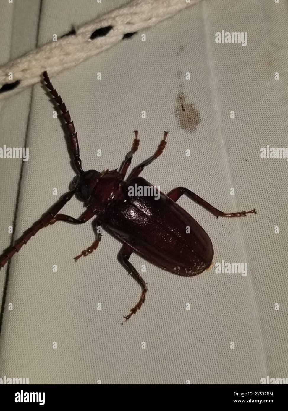 Tooth-necked Longhorn Beetle (Prionus pocularis) Insecta Stock Photo ...