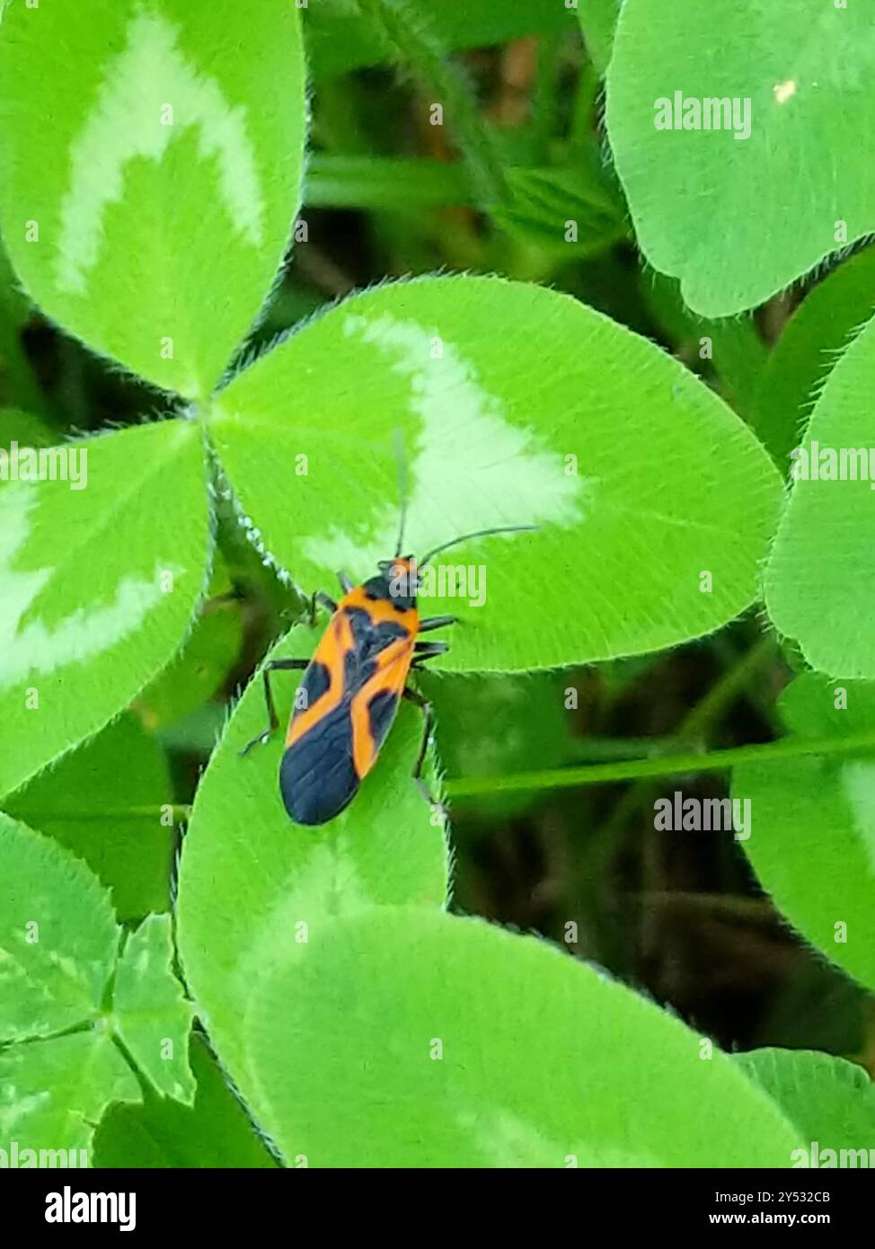 False Milkweed Bug (Lygaeus turcicus) Insecta Stock Photo - Alamy