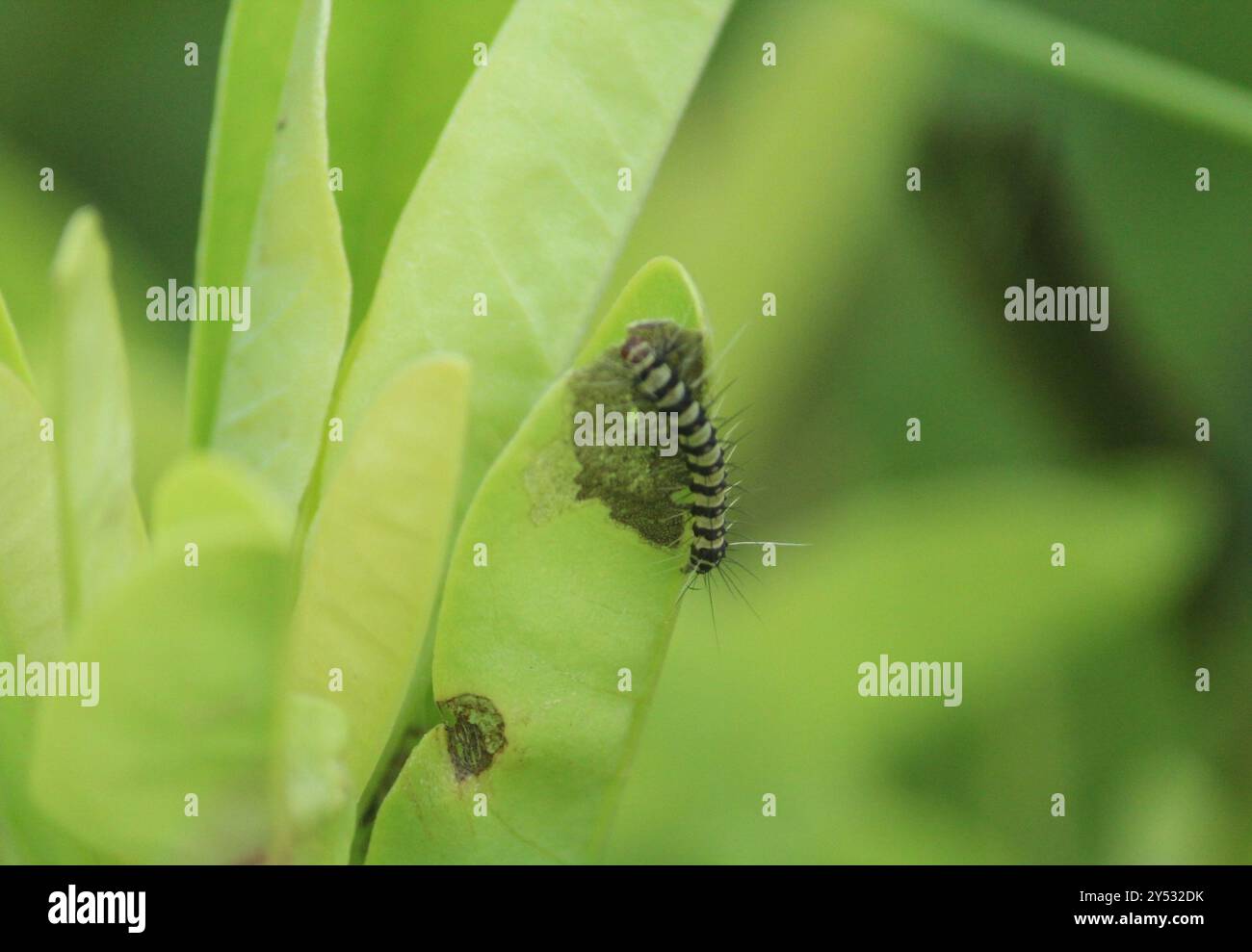 Mangina hi-res stock photography and images - Alamy