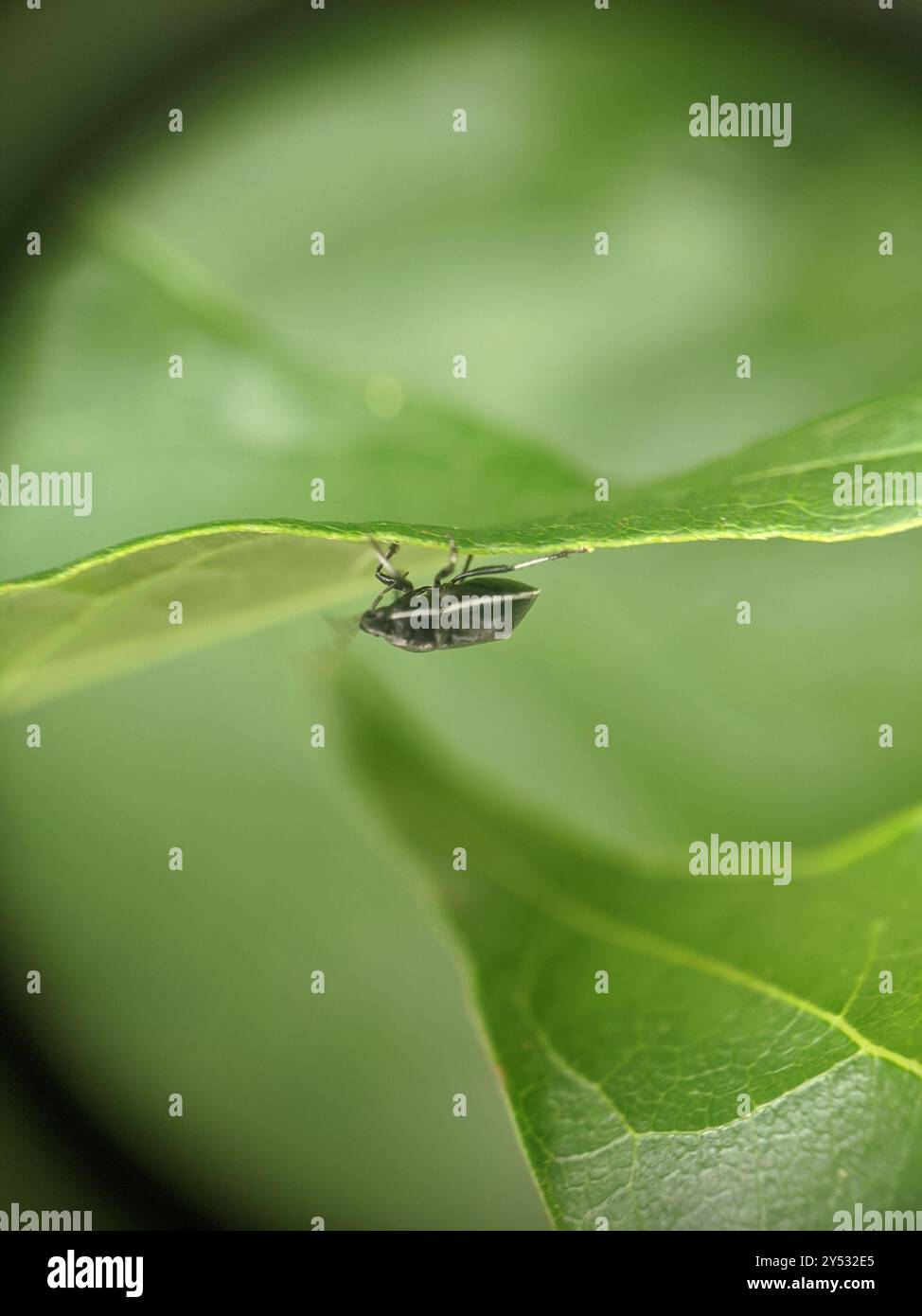 White-margined Burrower Bug (Sehirus cinctus) Insecta Stock Photo - Alamy