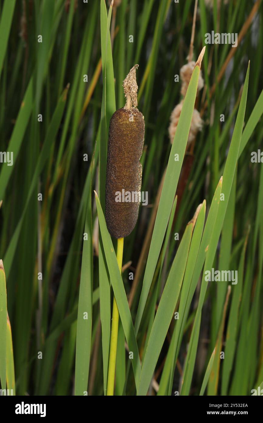 broadleaf cattail (Typha latifolia) Plantae Stock Photo - Alamy