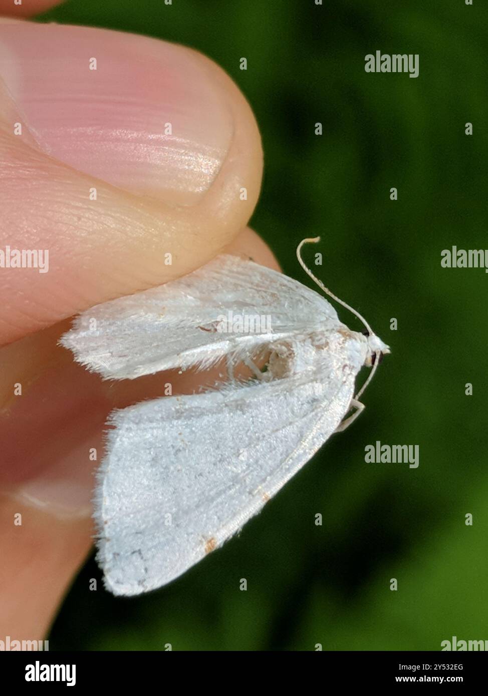 Lesser Maple Spanworm Moth (Macaria pustularia) Insecta Stock Photo - Alamy