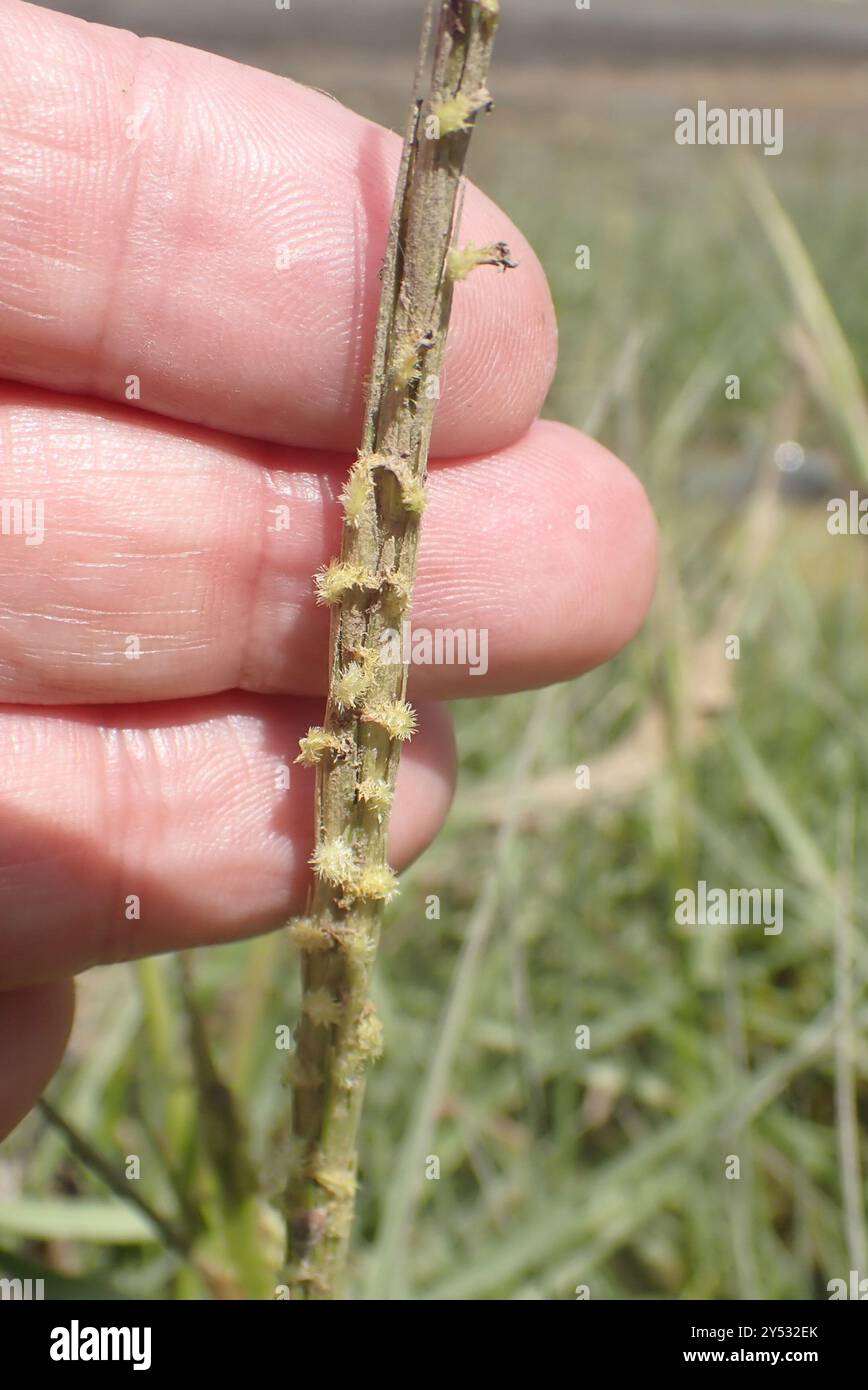 common cordgrass (Sporobolus anglicus) Plantae Stock Photo - Alamy