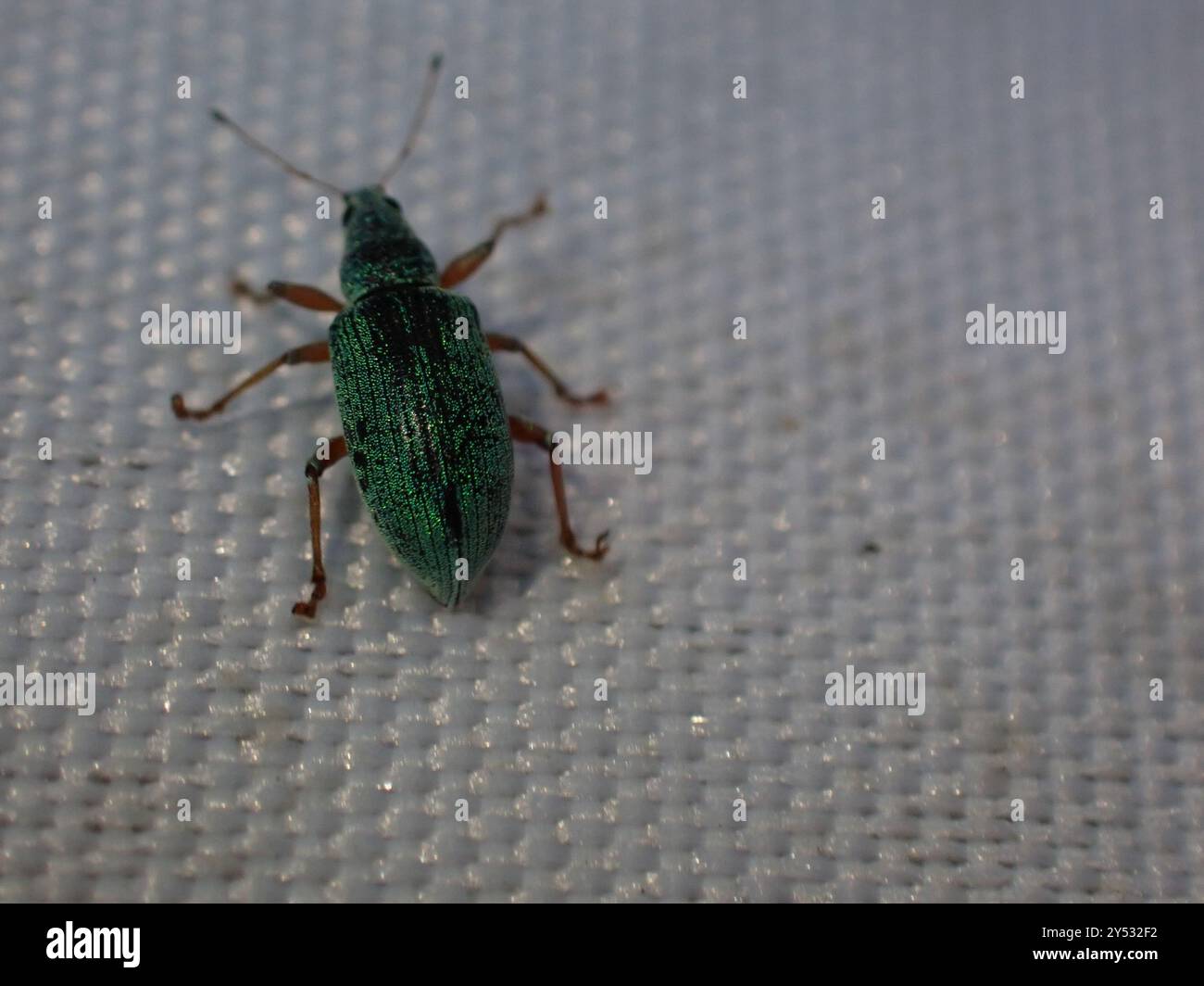 Green Immigrant Leaf Weevil (Polydrusus formosus) Insecta Stock Photo ...