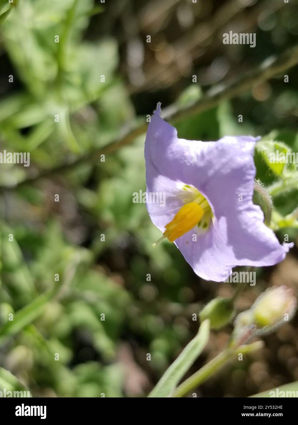 purple nightshade (Solanum xanti) Plantae Stock Photo - Alamy