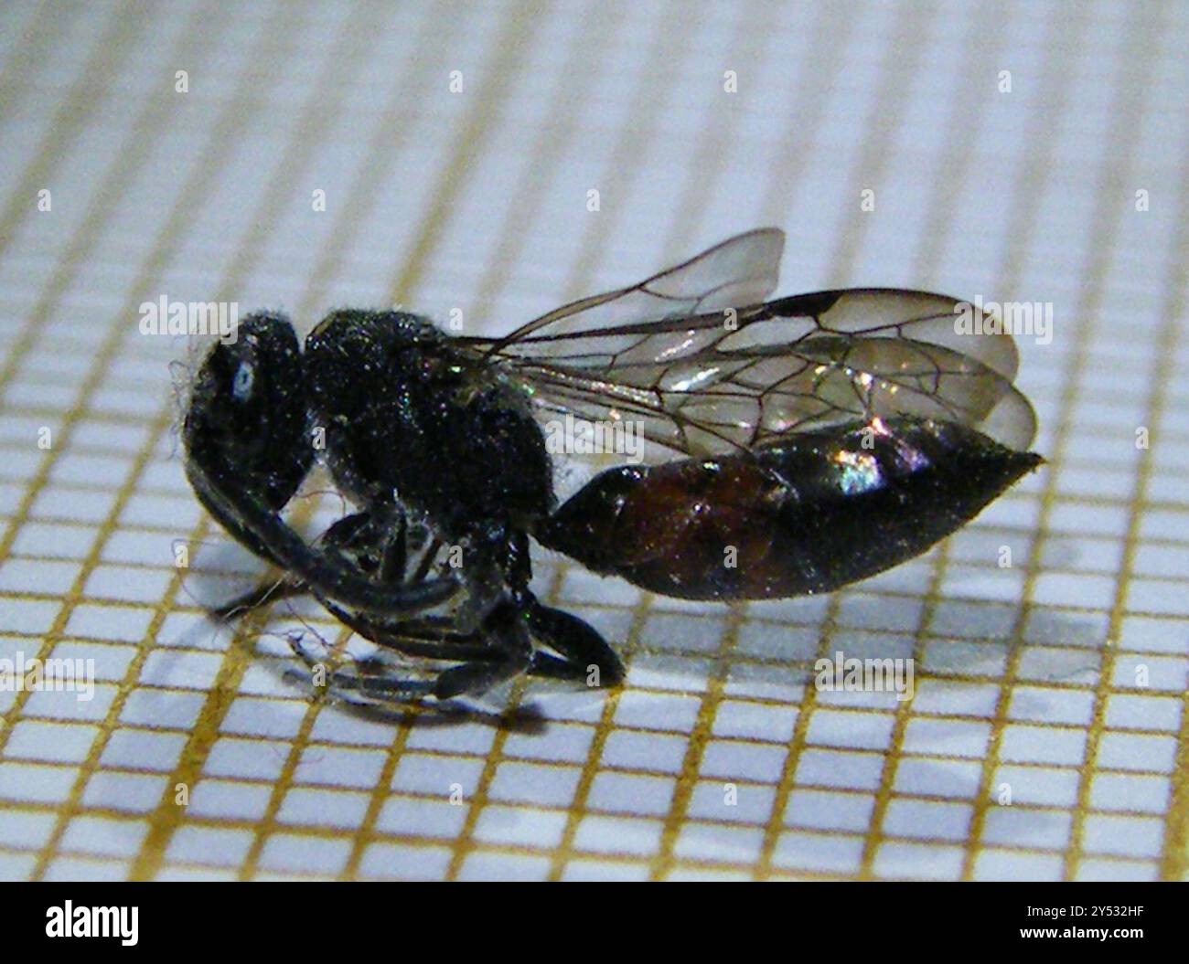 Five-spotted Club-horned Wasp (Sapyga quinquepunctata) Insecta Stock ...