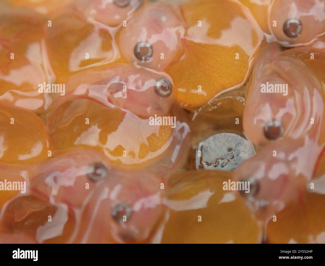 Plainfin Midshipman (Porichthys notatus) Actinopterygii Stock Photo - Alamy