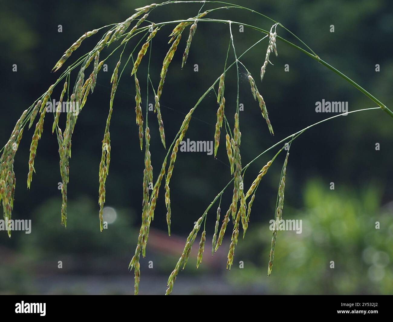 Wild Sorghum (Sorghum bicolor verticilliflorum) Plantae Stock Photo - Alamy