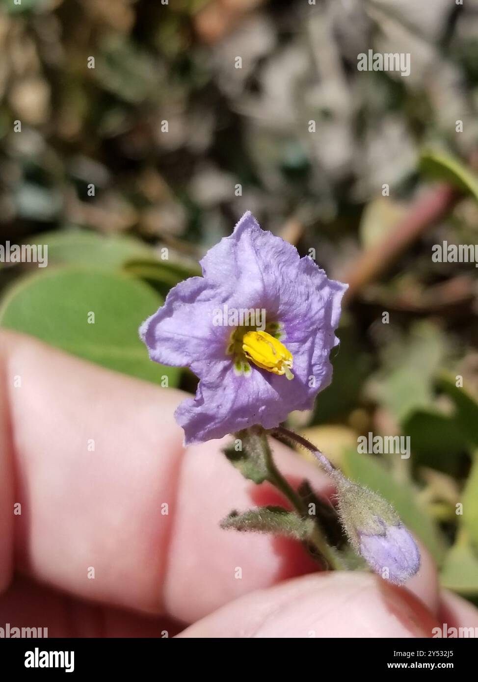 purple nightshade (Solanum xanti) Plantae Stock Photo - Alamy
