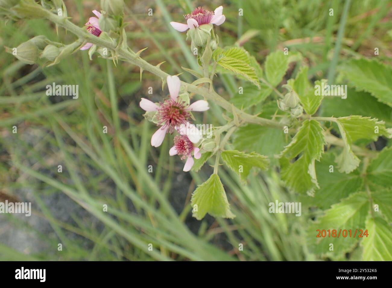 White Bramble (Rubus rigidus) Plantae Stock Photo - Alamy