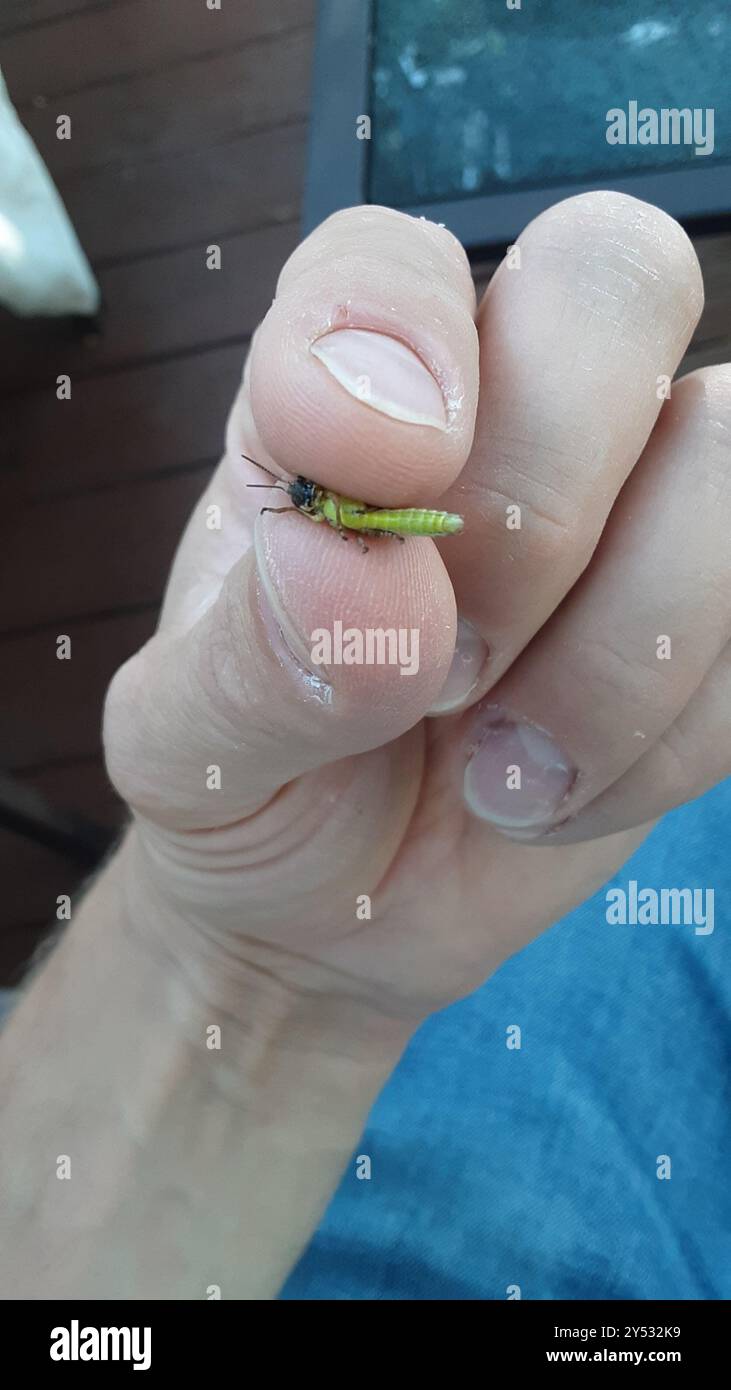 Dawson's Spur-throat Grasshopper (Melanoplus dawsoni) Insecta Stock ...