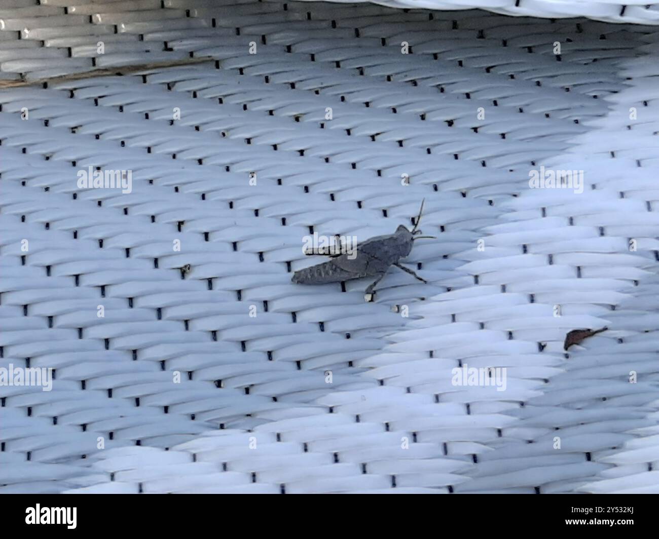 Carolina Grasshopper (Dissosteira carolina) Insecta Stock Photo - Alamy