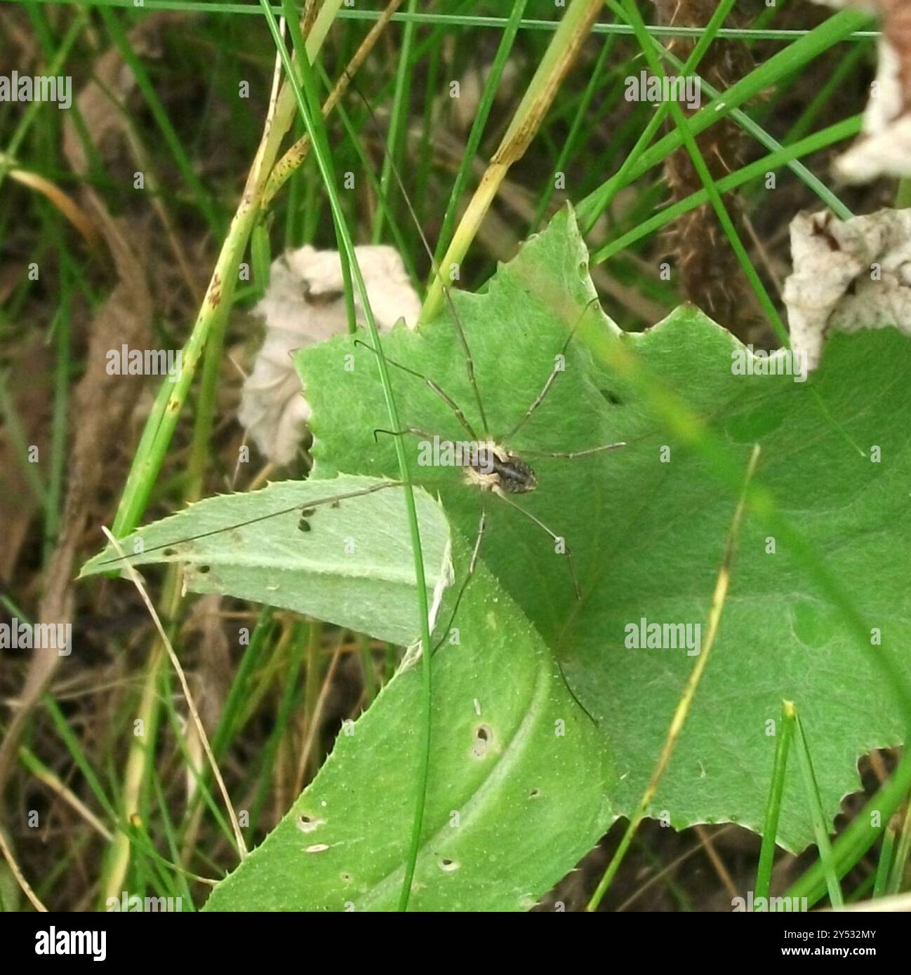 Saddleback Harvestman (Mitopus morio) Arachnida Stock Photo - Alamy