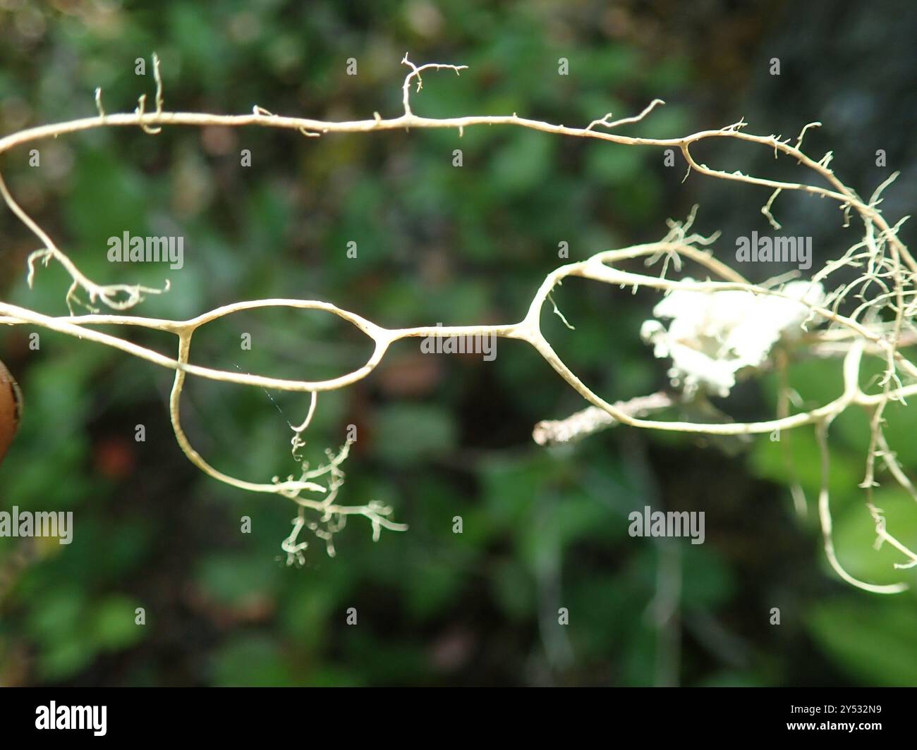 Witch's Hair (Alectoria sarmentosa) Fungi Stock Photo - Alamy