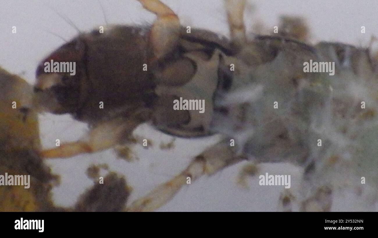 Net-spinning Caddisflies (Hydropsychidae) Insecta Stock Photo - Alamy